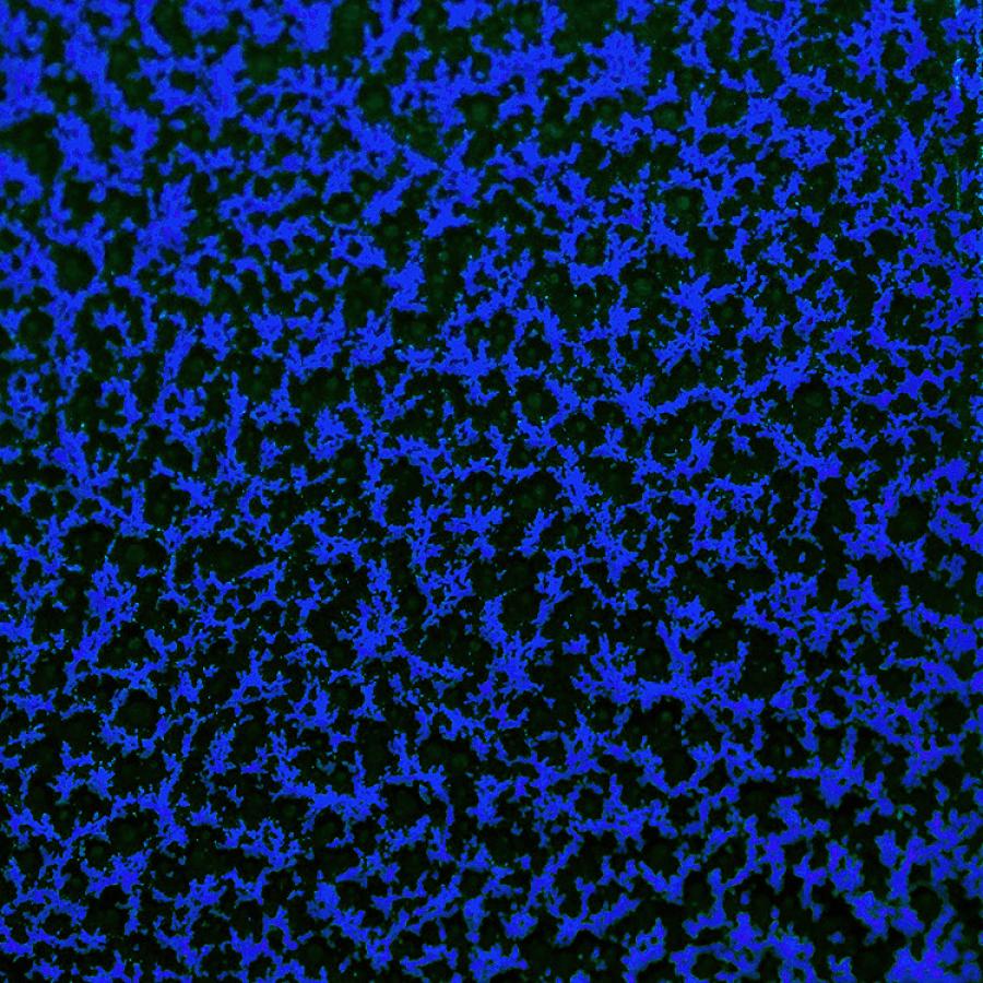 Two Coat Candy Blue Kit | All Powder Paints®