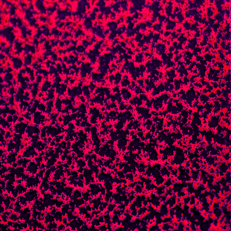 Two Coat Luminous Red Kit | All Powder Paints®