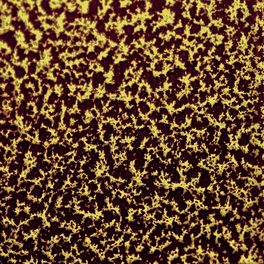 Two Coat Candy Gold Kit | All Powder Paints®